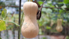 Labu Madu Organik Sangatta, Cek Disini Lokasinya - G-Smart.ID