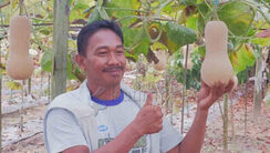 Labu Madu Berhasil dibudidayakan Petani Sangatta Selatan - G-Smart.ID